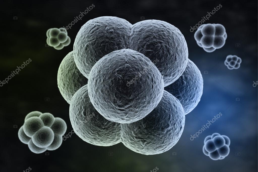 cell division — Nvsh | Everything about sexuality